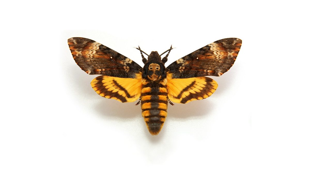 BBC World Service - The Forum, Moths: The story of the butterfly of the ...