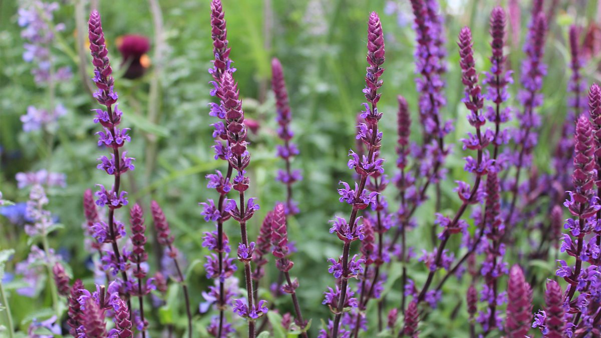 BBC Radio 4 - Gardeners' Question Time, Banstead