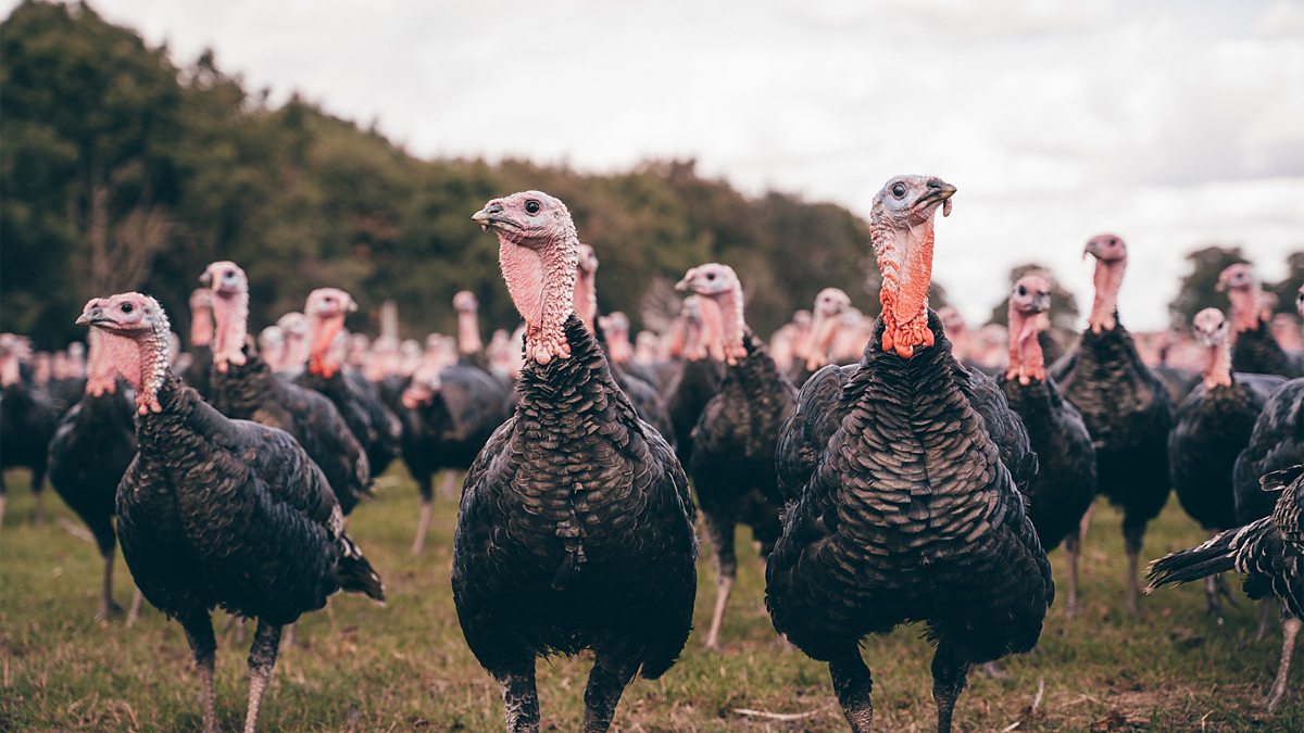 BBC Radio 4 - Generation Gap, The Turkey Farmer