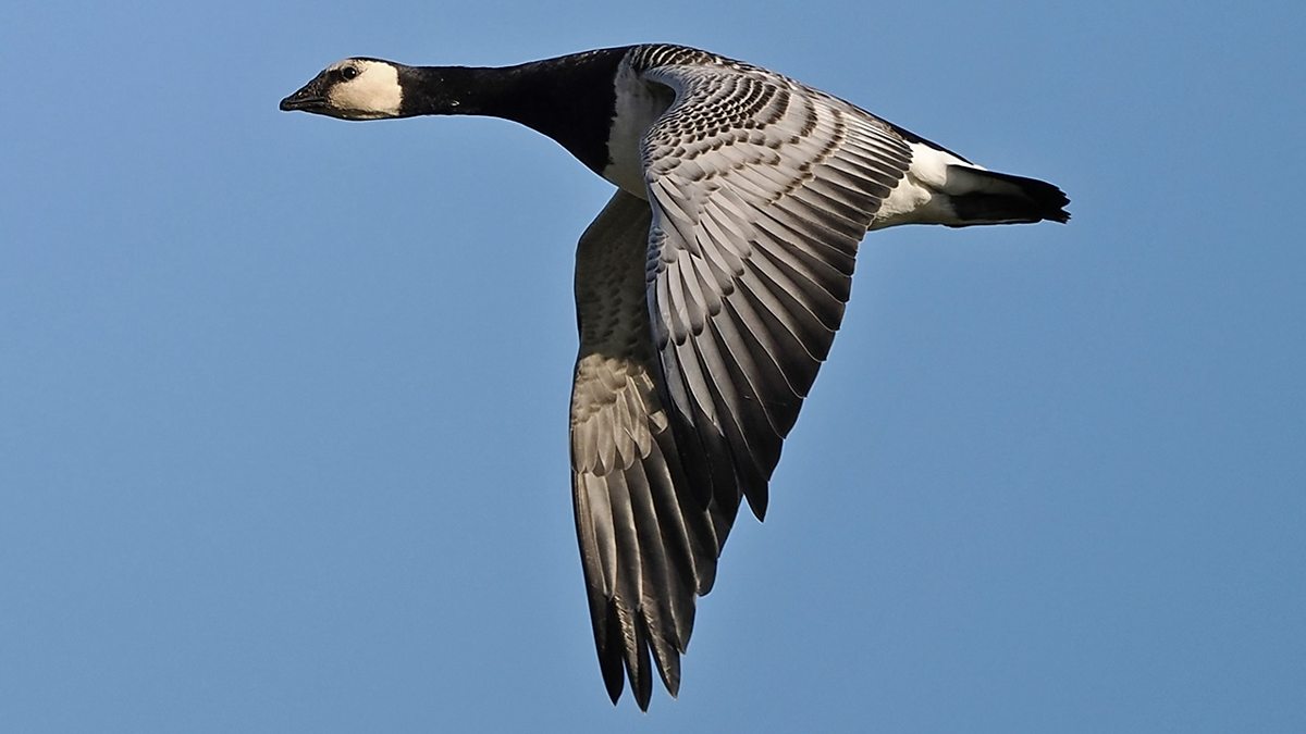 BBC Radio Merseyside - David North, 19/11/2022, Naturewatch with Jeff ...