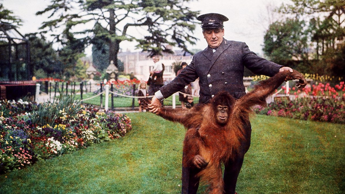 BBC One - Animal Magic