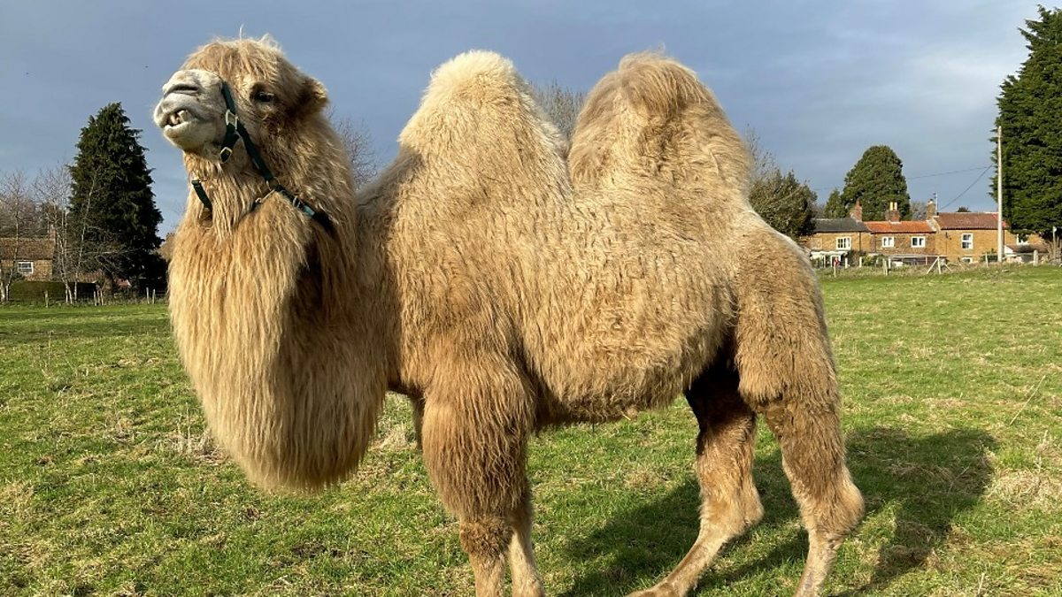 BBC Radio Leicester - Jo Bostock, 25/11/2022, 'Psychic' Leicestershire ...