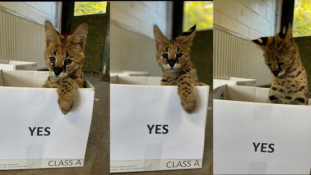 BBC Radio Humberside - Kofi Smiles, 25/11/2022, Serval cat predicts ...
