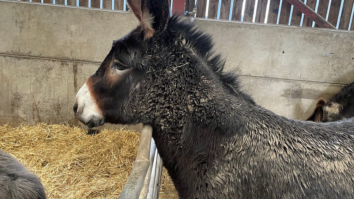 BBC Three Counties Radio - Treasure Quest, Danny and Mummy start their ...