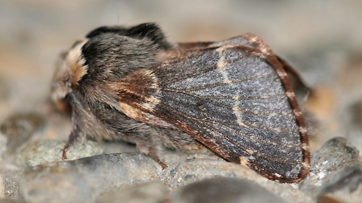 BBC Radio Cambridgeshire - The Great Outdoors, 27/11/2022, Winter Moth ...