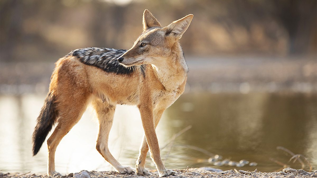 BBC One - Dogs in the Wild: Meet the Family, Series 1, Secrets of ...