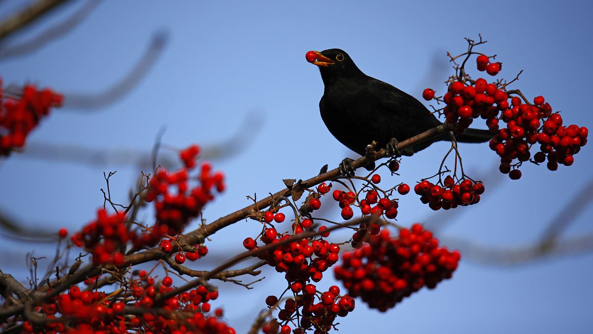 BBC Scotland - BBC Scotland - How to turn your garden into a winter ...
