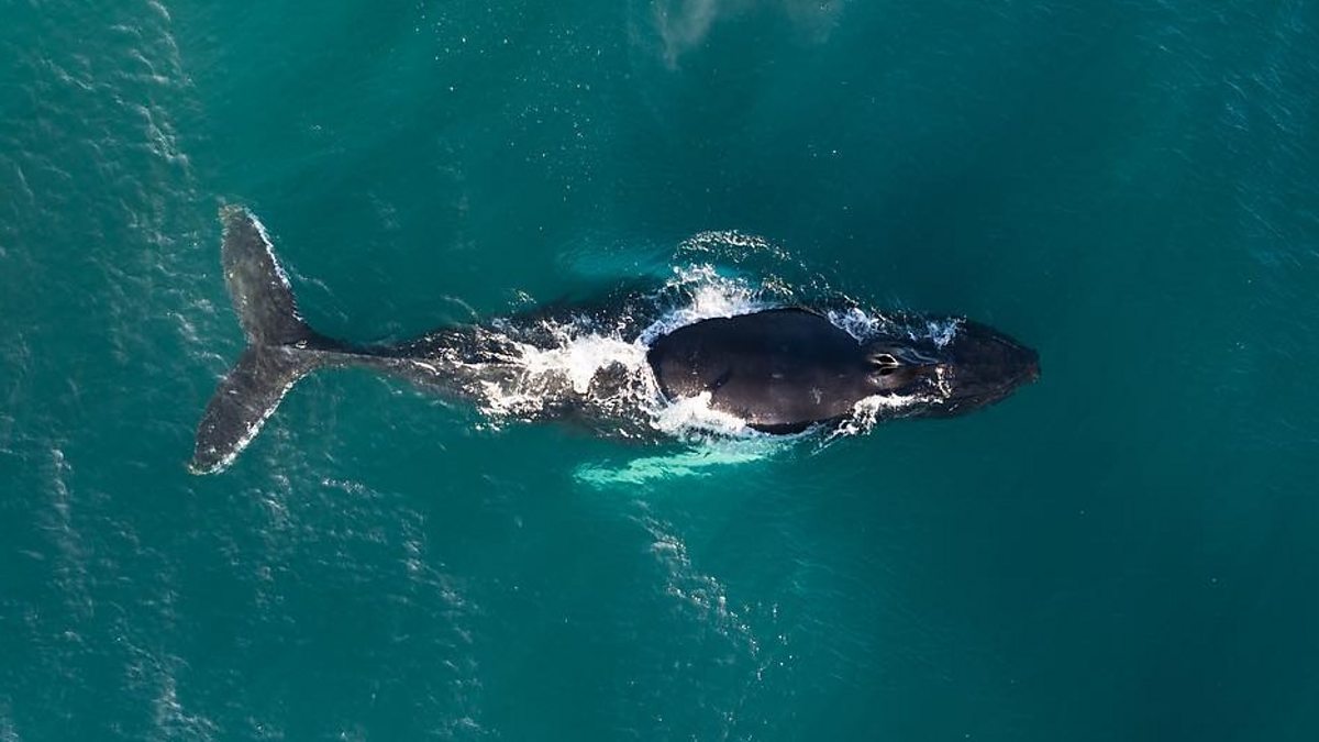 BBC Radio Cornwall - Julie Skentelbery, 02/12/2022, Pi the Humpback ...
