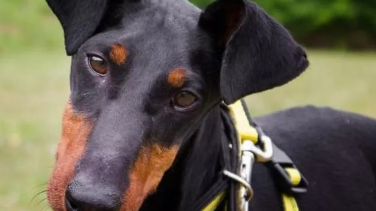 BBC Radio Cambridgeshire - Kev Lawrence, DOGS TRUST - SUPPORTING DOGS ...