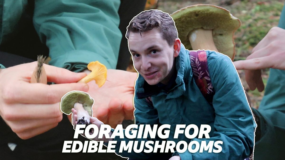 BBC - The Social, Foraging For Edible Mushrooms