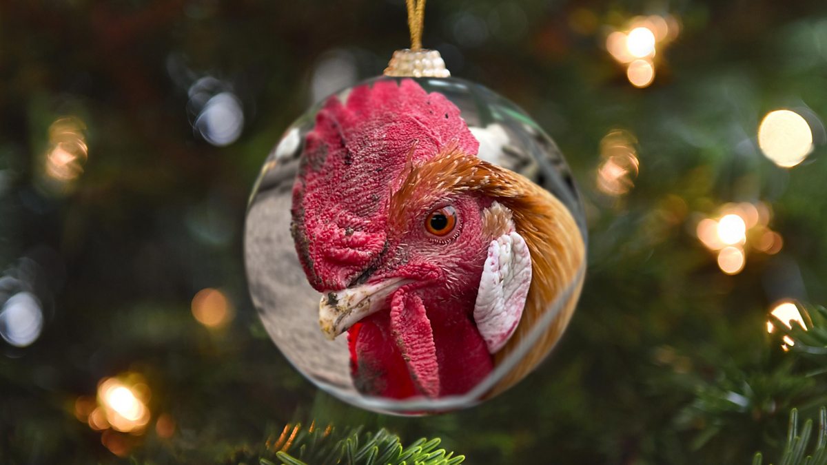 BBC Radio 4 - Will Bird Flu Steal Christmas?
