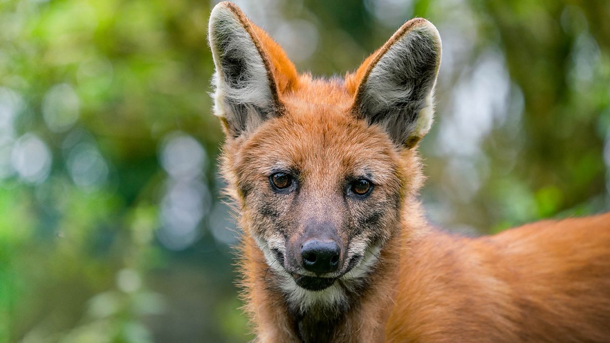 BBC One - Dogs in the Wild: Meet the Family - Dogs in the Wild quiz