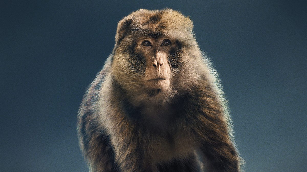 BBC One - Dynasties - Macaque ID guide