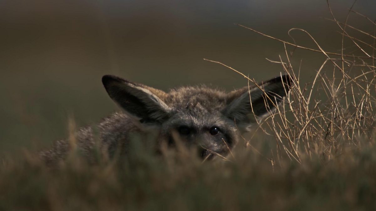 BBC One - Dogs in the Wild: Meet the Family, Series 1, Meet the Family ...