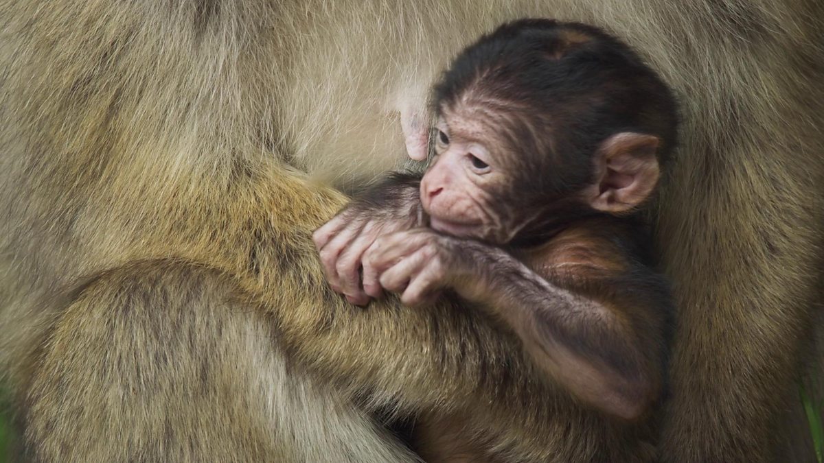BBC One - Dynasties, Macaque: Monkeys in the Mountains – A Dynasties ...