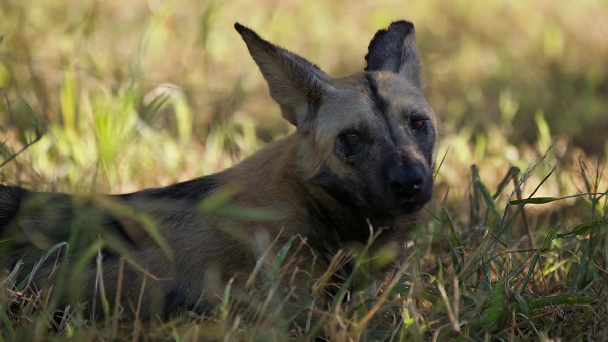 BBC One - Dogs in the Wild: Meet the Family, Series 1, Defending Wild ...