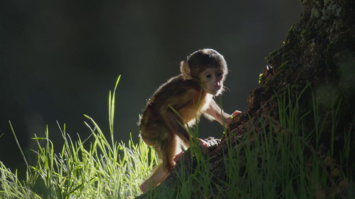 BBC One - Dynasties, Macaque: Monkeys in the Mountains – A Dynasties ...