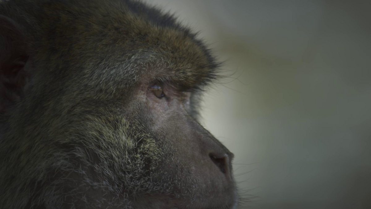 BBC One - Dynasties, Macaque: Monkeys in the Mountains – A Dynasties ...