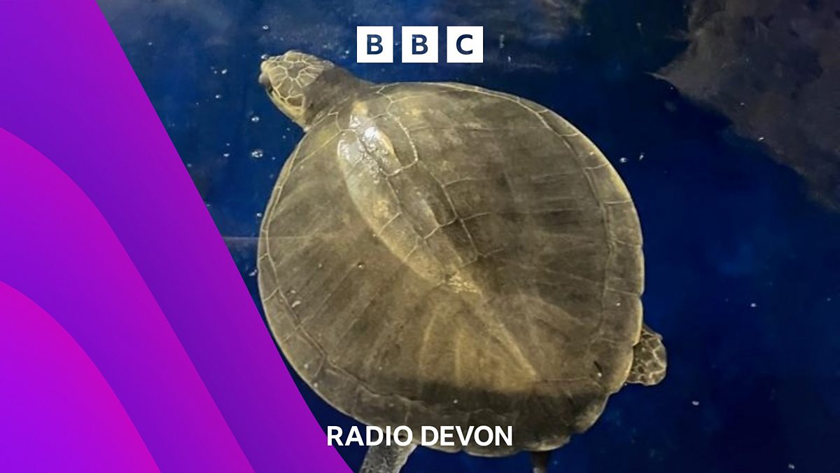 BBC Radio Devon - BBC Radio Devon, Heidi the injured turtle has a new ...