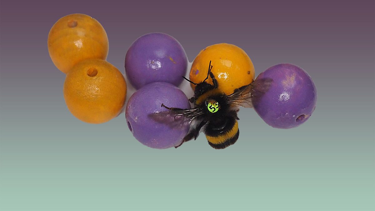 BBC World Service - The Documentary Podcast, What do you think you are ...