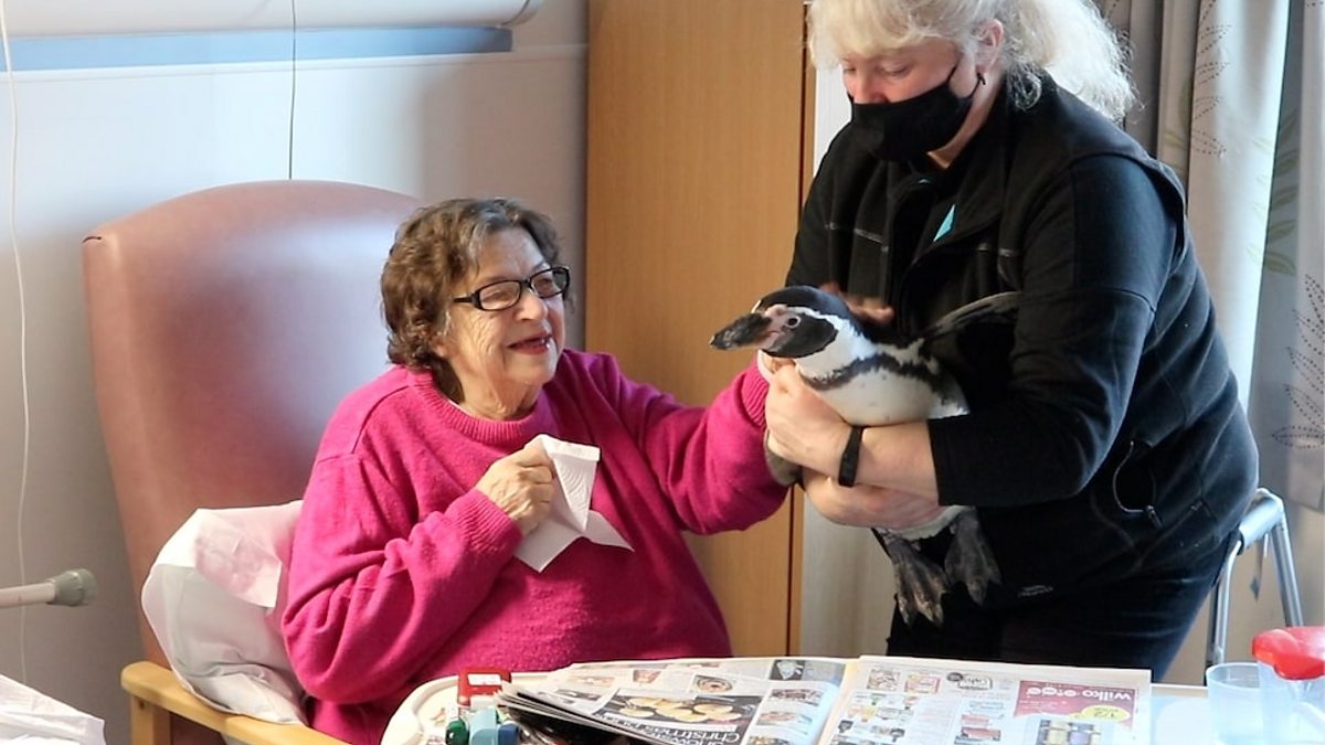 BBC Radio Gloucestershire - Steve Kitchen, 16/12/2022, Penguins visit ...