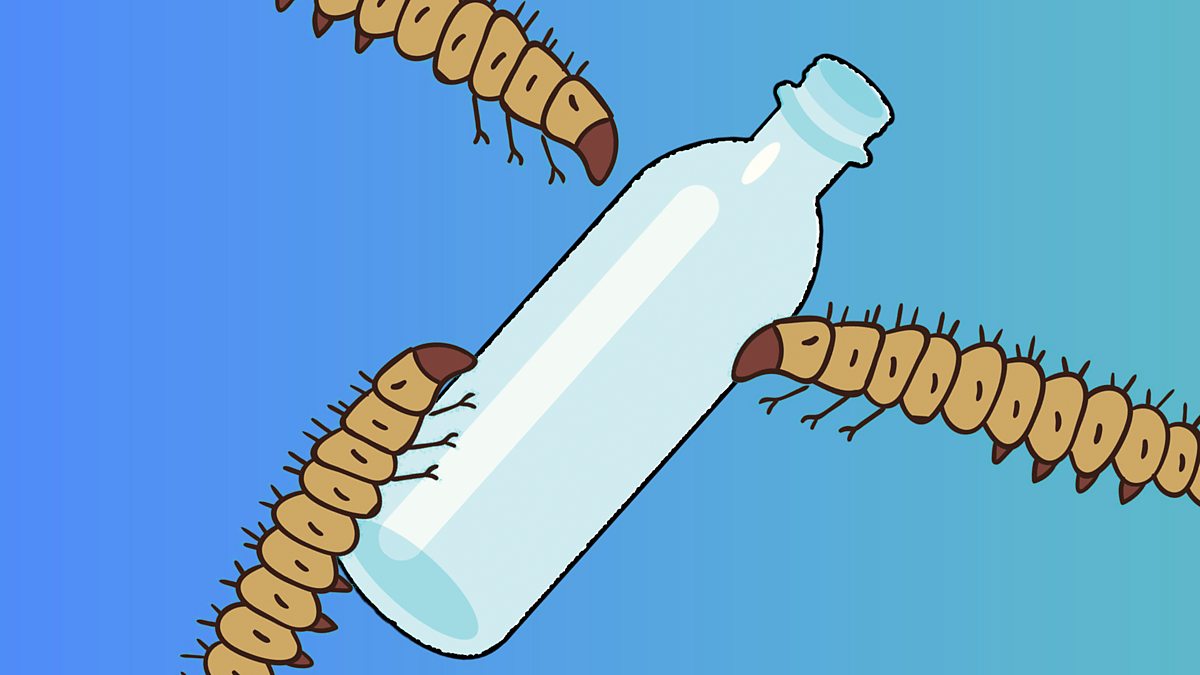 BBC Radio - Learning English from the News, Plastic-eating worms