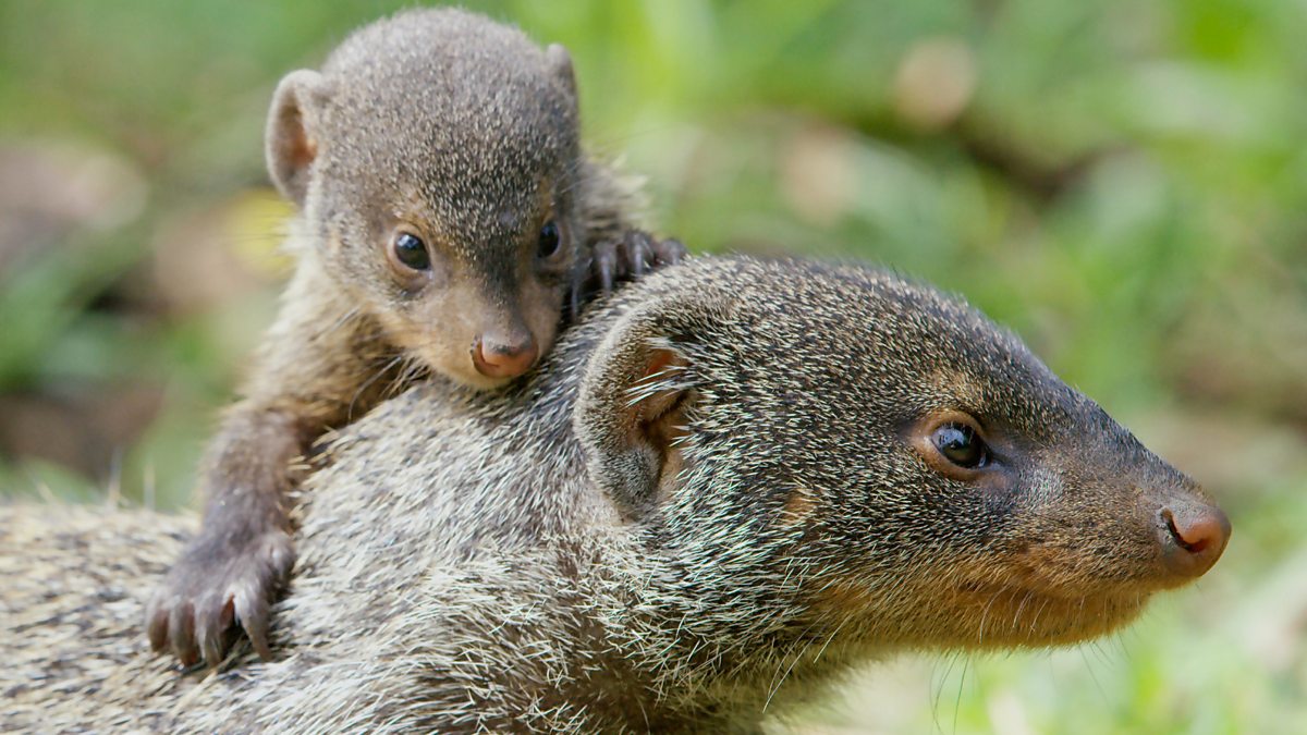 Serengeti - Series 3: 1. Refuge - BBC iPlayer