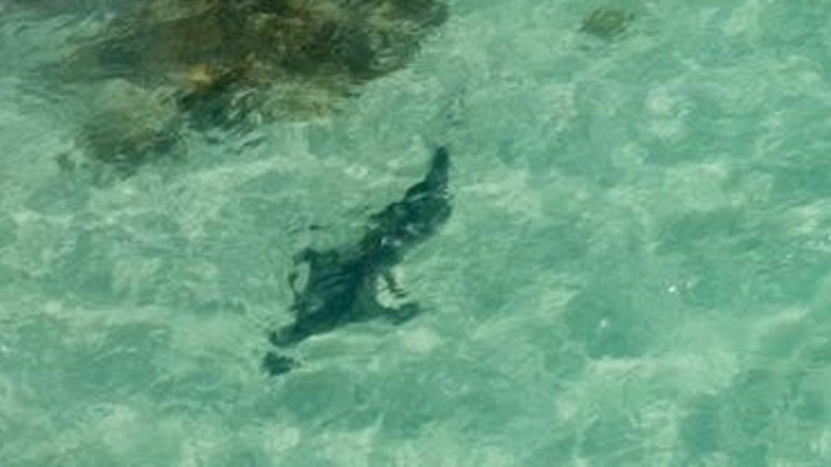 BBC Radio Northampton - Tim Wheeler, Saving a Beach from a Shark Attack!