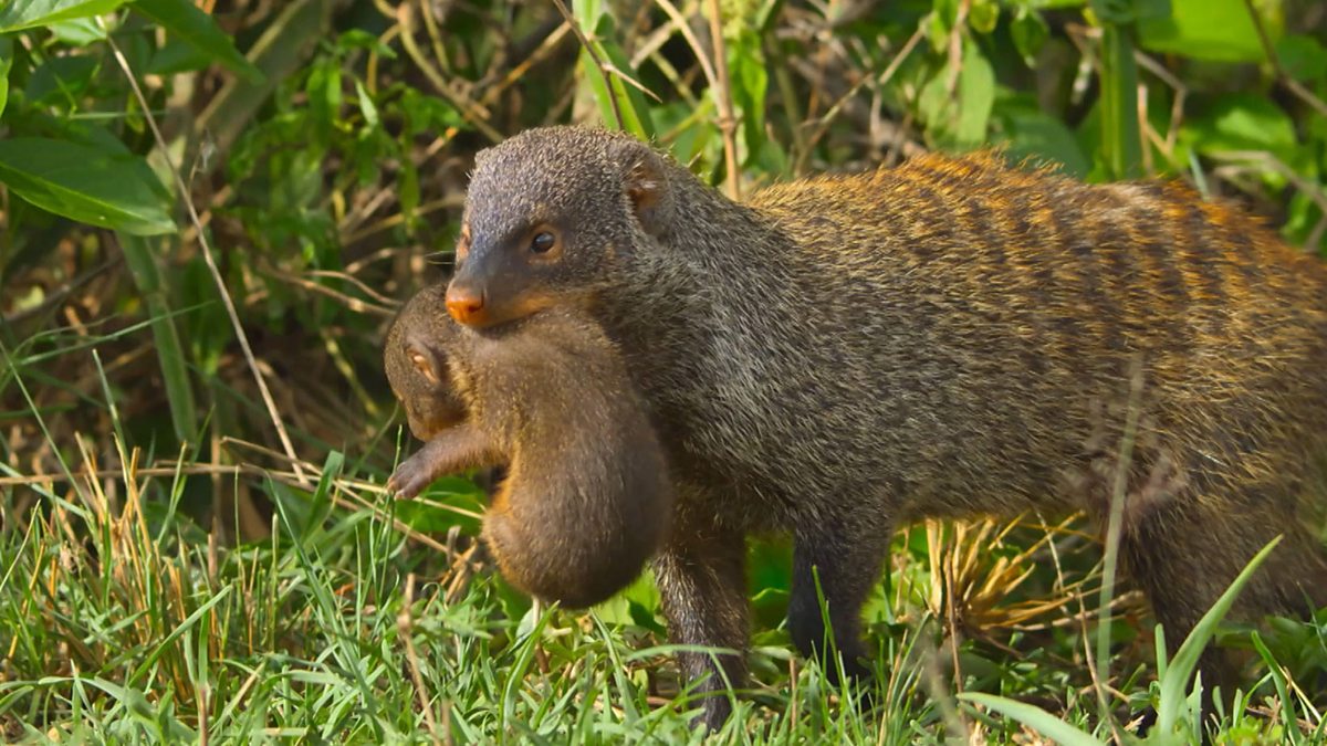 BBC One - Serengeti, Series 3, Refuge, Can a mongoose family rescue one of their own from nearby ...