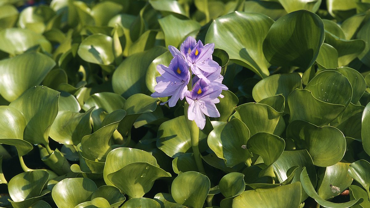 BBC World Service - People Fixing the World, Plants fighting pollution