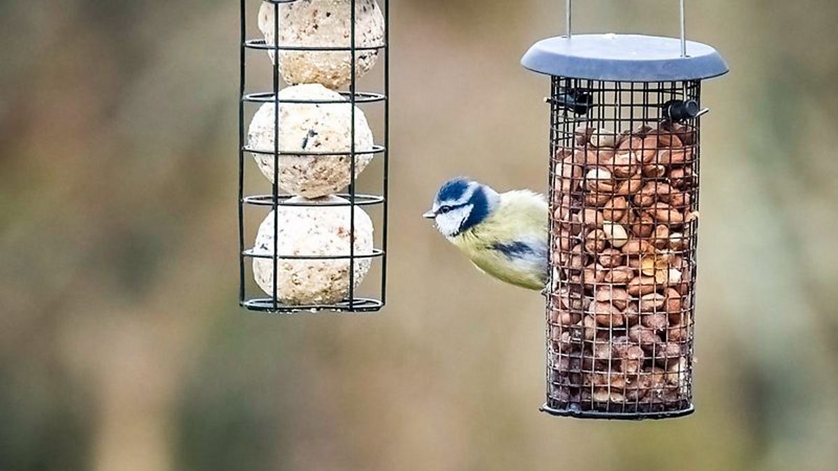 BBC Radio Cambridgeshire - Chris Mann, 23/01/2024, The Big Garden Birdwatch