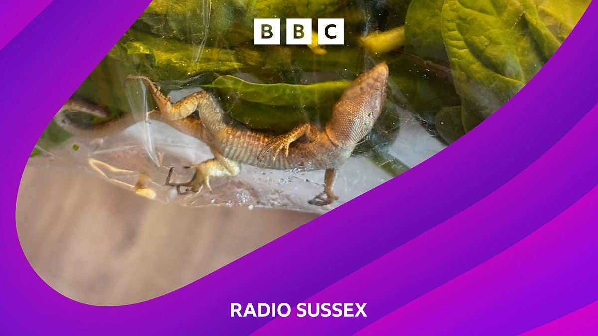 BBC Radio Sussex - BBC Radio Sussex, The Sussex couple who found a ...