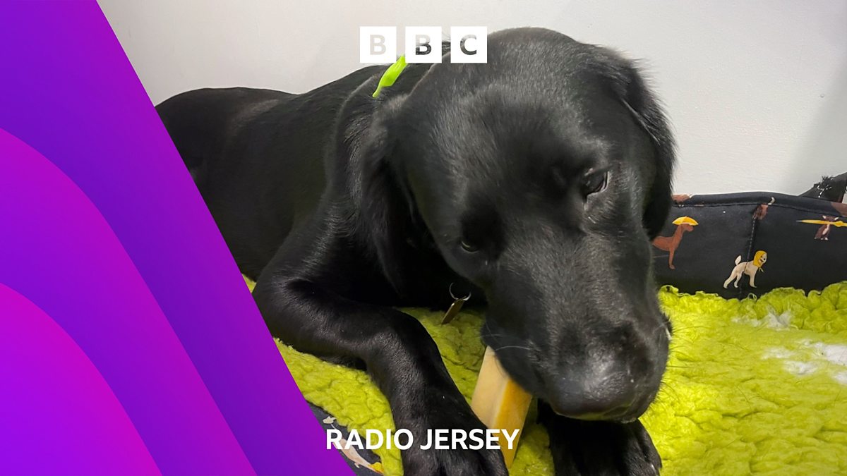 BBC Radio Jersey - Darcy Kelly, 16/01/2023, Giving a young guide dog a ...
