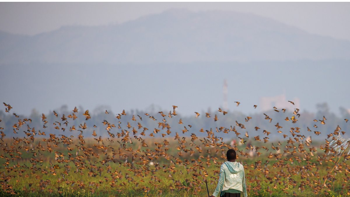 BBC World Service - Newsday, Why Kenya is culling millions of birds