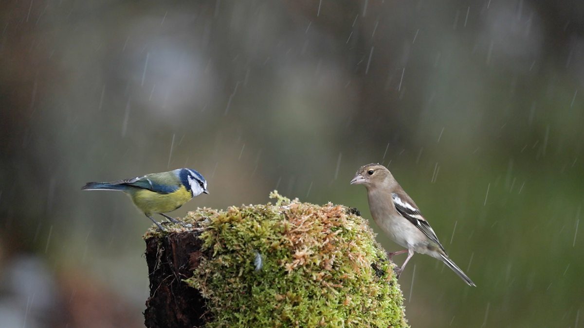 BBC Two - Winterwatch, Feathers in the Frost