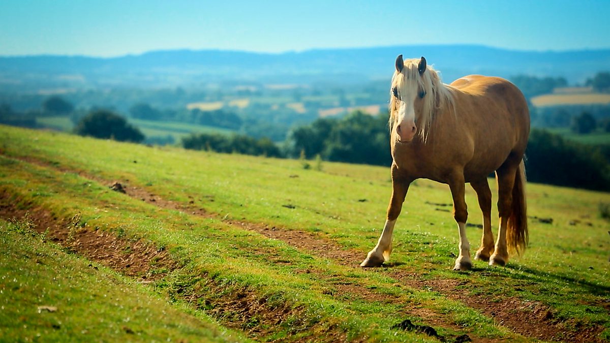 BBC iPlayer - The Farmers Country Showdown - Series 7: 18. Royal Welsh ...