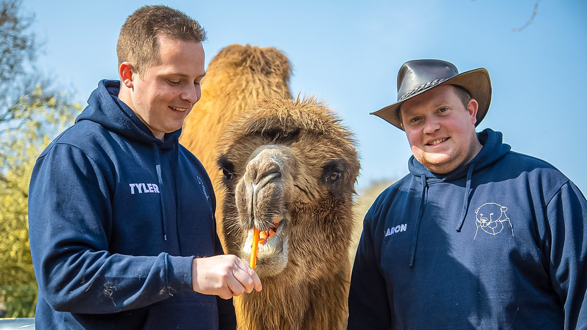 One Zoo Three - Series 3: 3. Vet Visit - BBC iPlayer