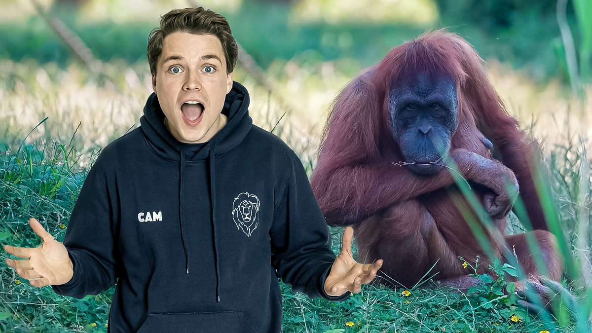 One Zoo Three - Series 3: 4. Euro Zoo - BBC iPlayer