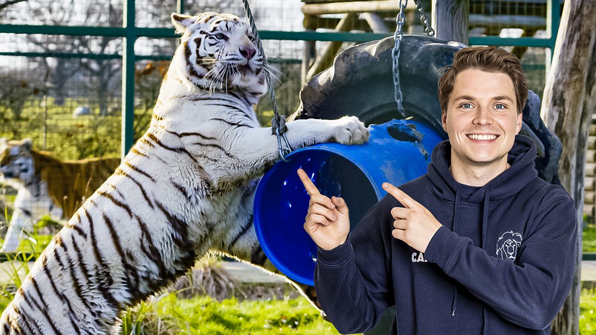 One Zoo Three - Series 3: 5. Reduce Recycle - BBC iPlayer