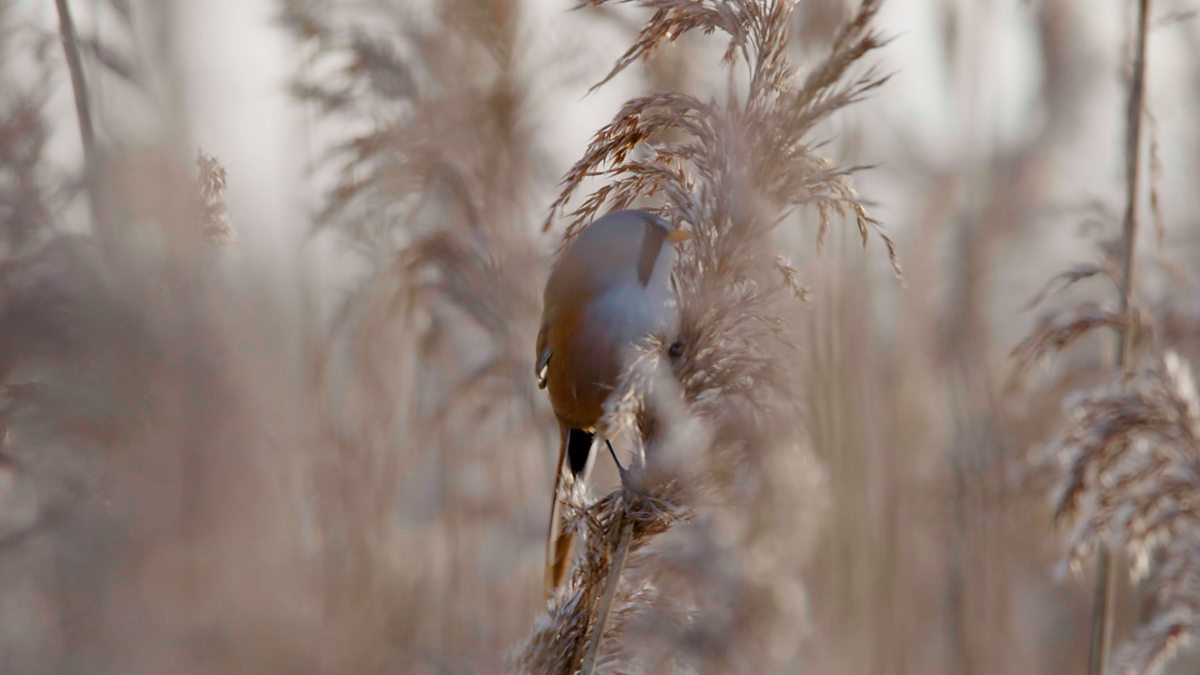 BBC Two - Winterwatch, Birds in the reeds