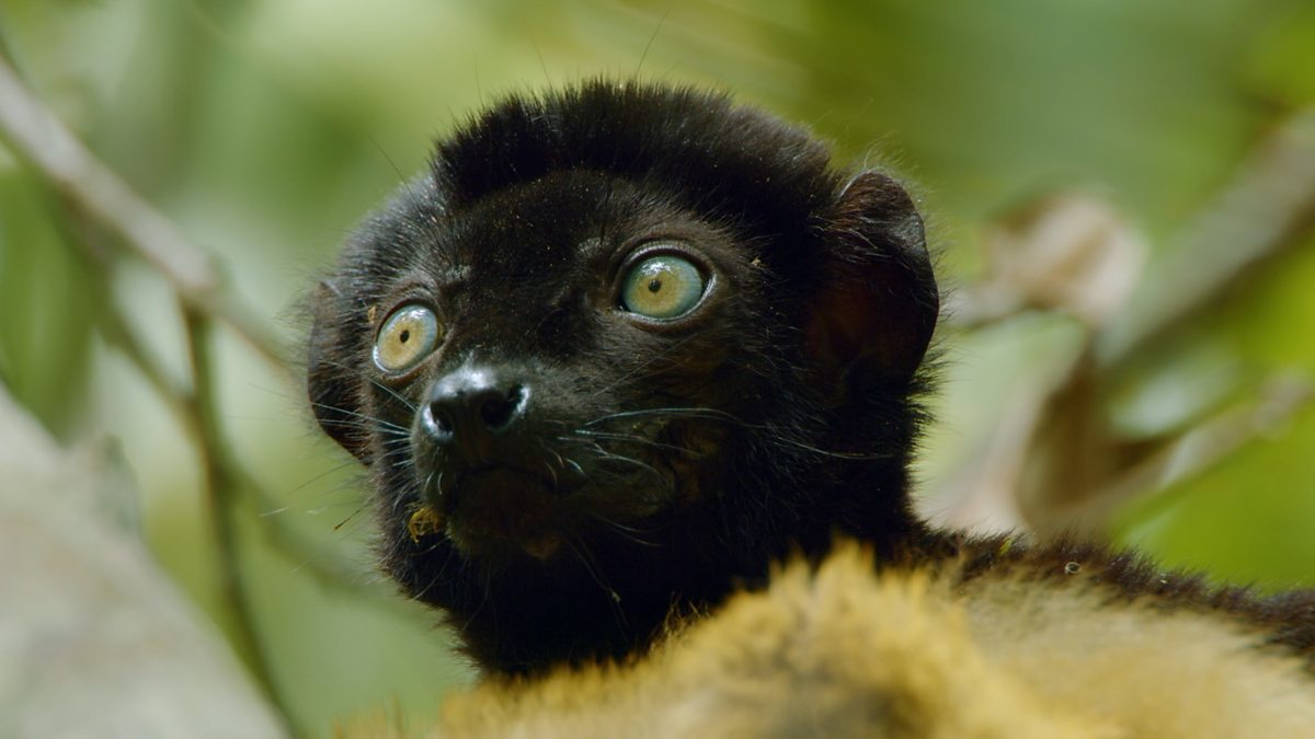 Andy's Global Adventures - Series 1: 10. Andy and the Blue-Eyed Black ...