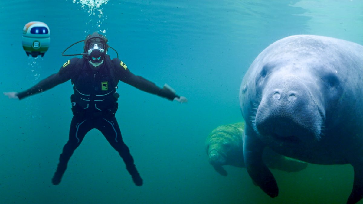 Andys Global Adventures - Series 1: 14. Andy and the Manatees - BBC iPlayer
