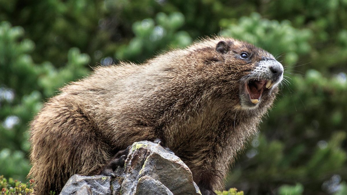 BBC Radio 4 - Naturebang, Screaming Marmots and the Sound of Fear, Why ...