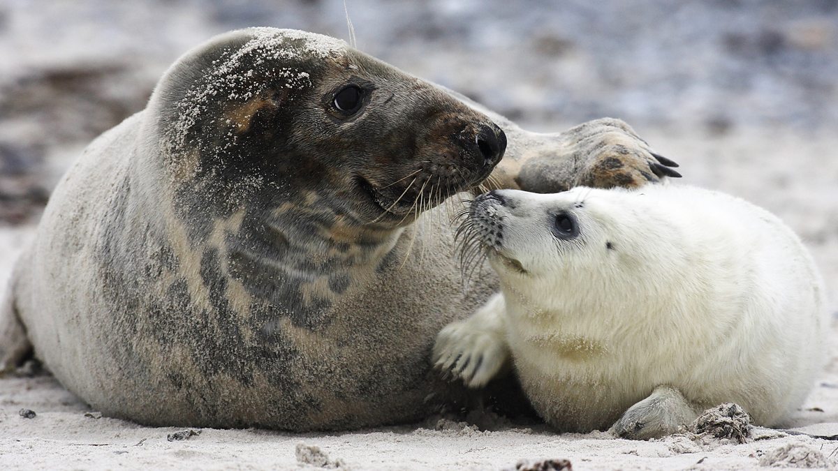 BBC iPlayer - Aithne air Ainmhidhean/All About Animals - Series 2: 22 ...