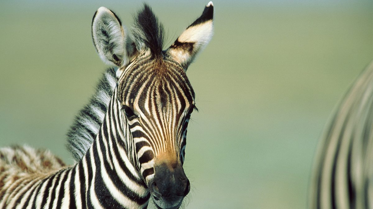 BBC iPlayer - Aithne air Ainmhidhean/All About Animals - Series 2: 24 ...