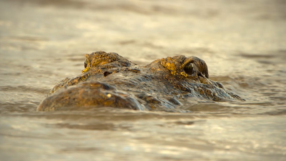 BBC One - Serengeti, Series 3, Kinship, A baby hippo learns the dangers ...