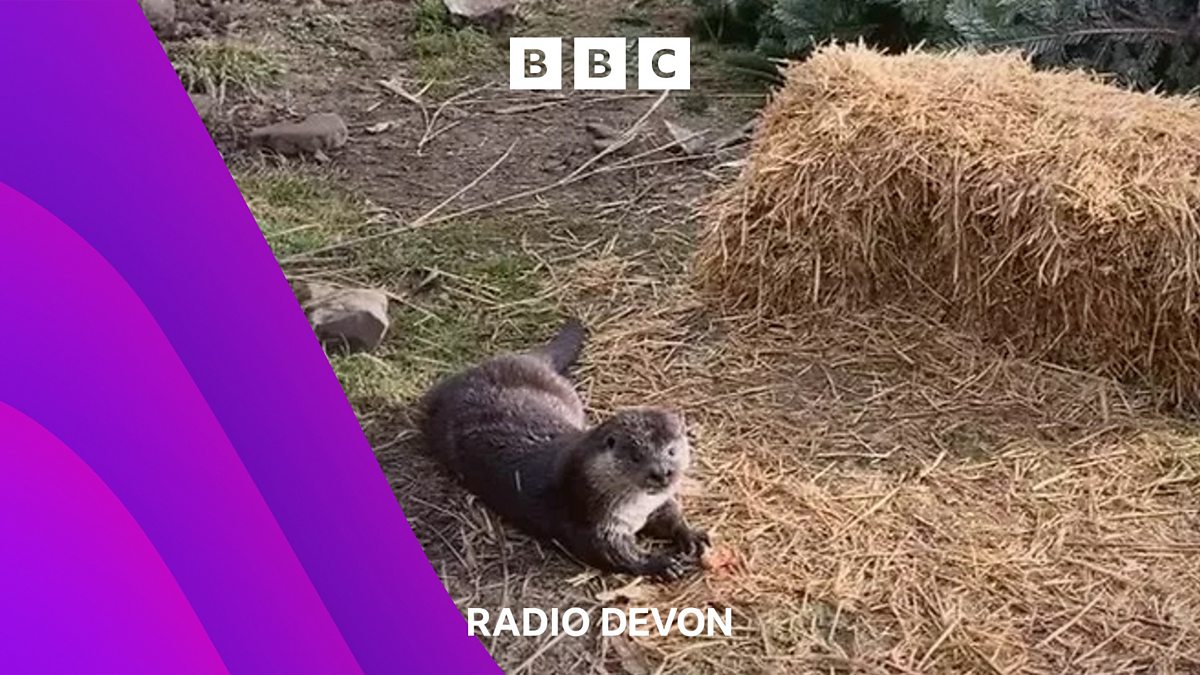 BBC Radio Devon - BBC Radio Devon, Rescued otter cubs return after flooding
