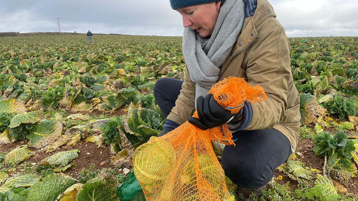BBC Radio Cornwall - James Churchfield, 08/02/2023, How gleaning is helping feed Cornish families