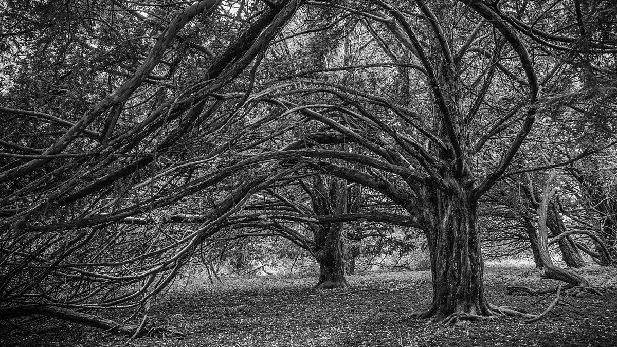 BBC Radio 4 - The Verb, Something New: Sean Hewitt reads Night Ballad