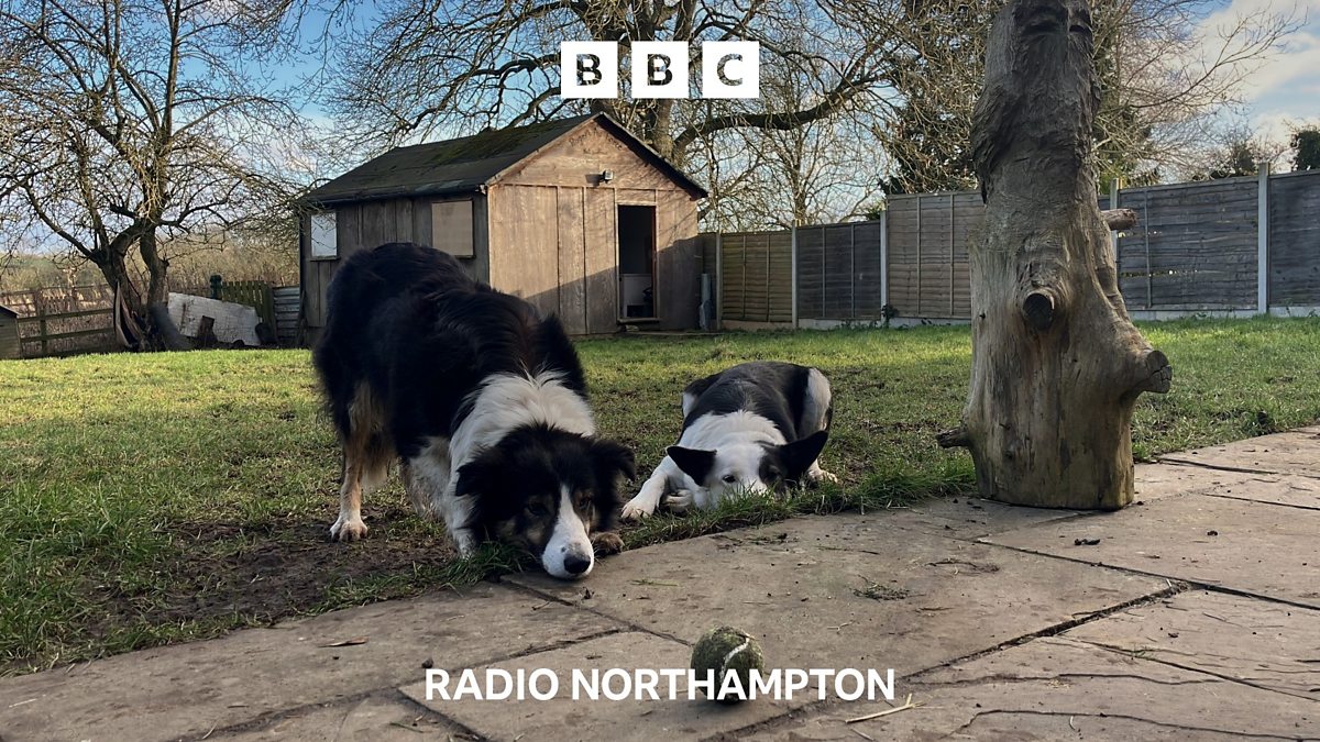 BBC Radio Northampton - Northamptonshire's Dogs with Jobs, Sky the ...